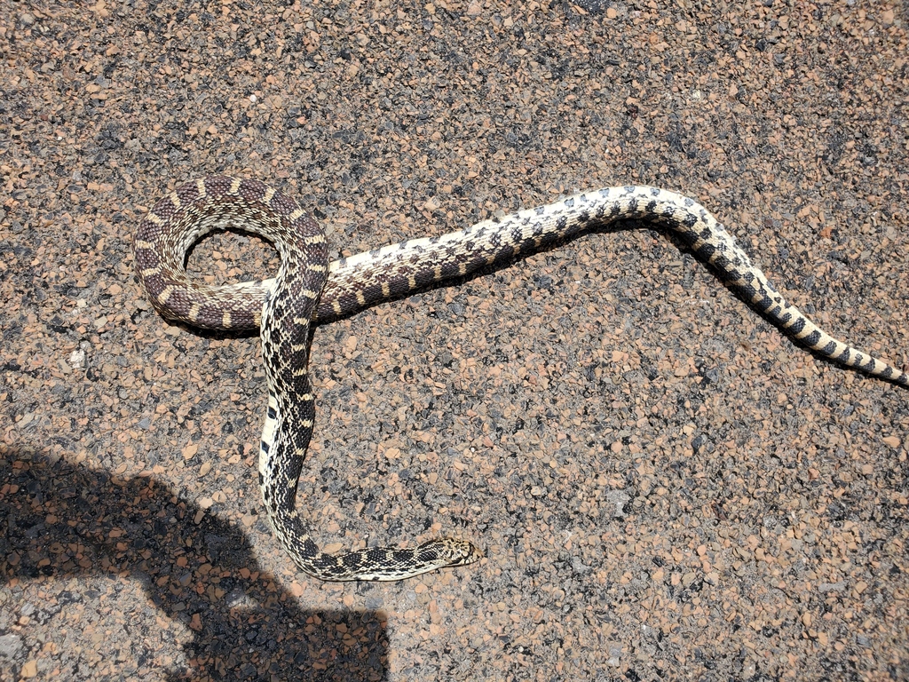 Bullsnake from Franklin County, NE, USA on May 23, 2021 at 01:36 PM by ...