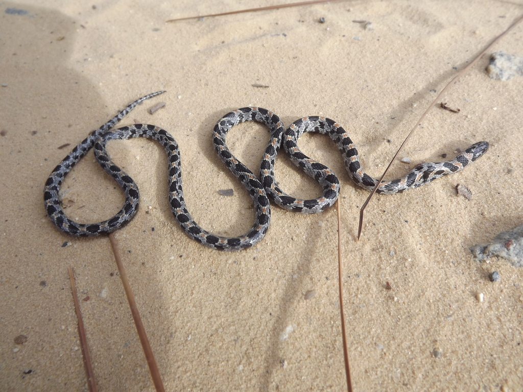 Short-tailed Snake in November 2012 by Kevin C. Short-tailed Snake ...