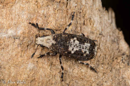 Euparius pictus · iNaturalist