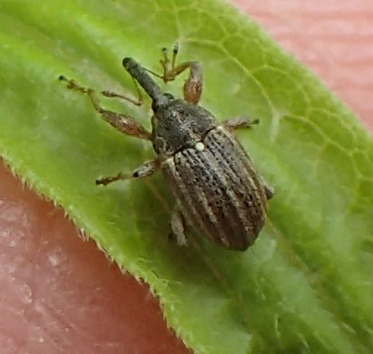 Anthonomus squamosus from Mt Pleasant, WI, USA on May 27, 2020 at 10:46 ...