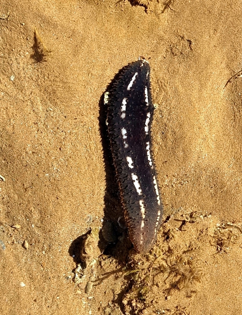Holothuria michaelseni from Mcgregor St After Crawford St, Port Hedland ...