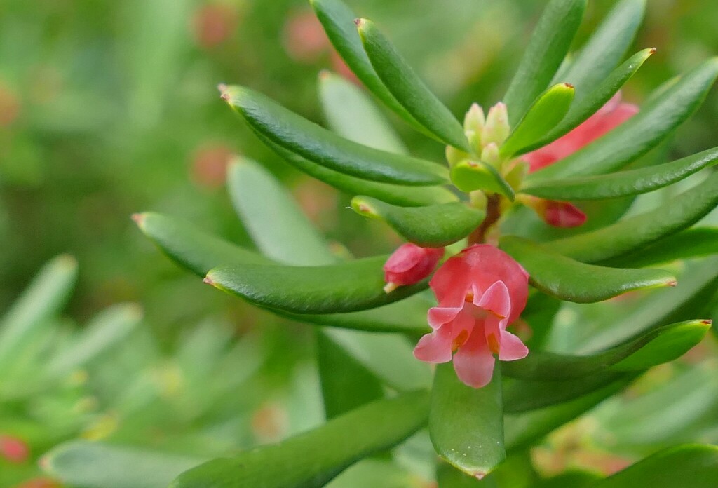 Brachyloma preissii in July 2017 by olna · iNaturalist