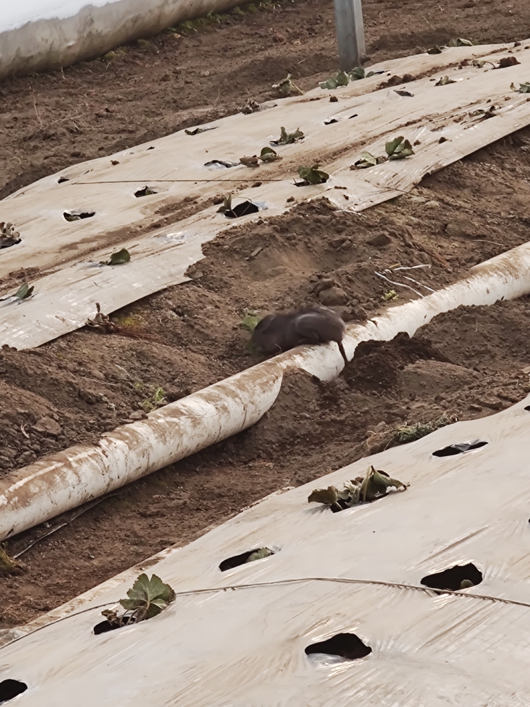 Merriam's pocket gopher from 14906 CDMX, México on March 1, 2023 at 04: ...