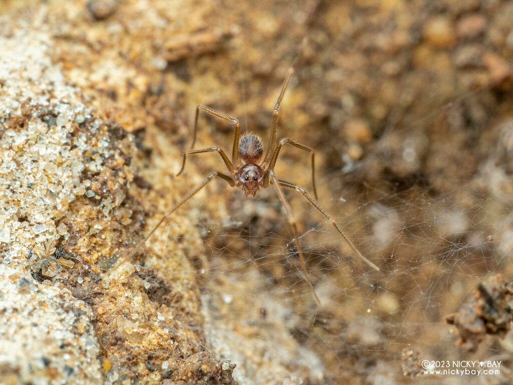 Cellar Spiders from Central Water Catchment, Singapore on February 25 ...