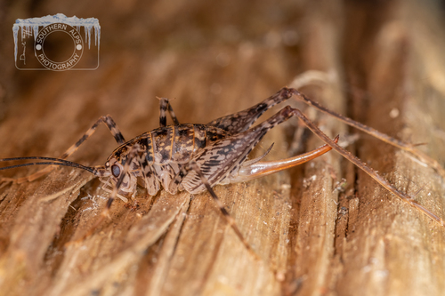 Pleioplectron auratum · iNaturalist