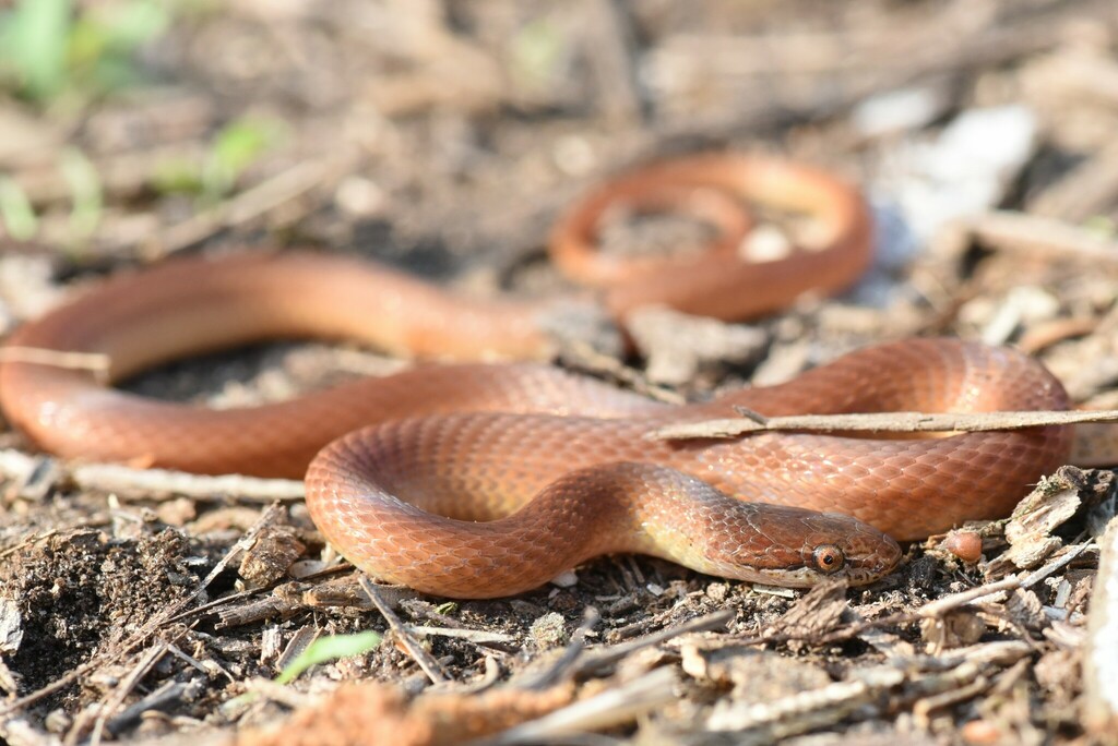 Gimkit - live learning game show