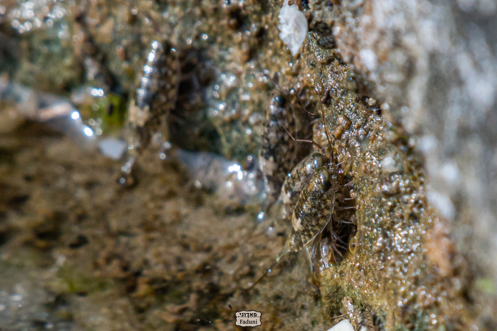 Italian Sea Slater from ישראל on May 14, 2020 at 08:01 AM by adir ...