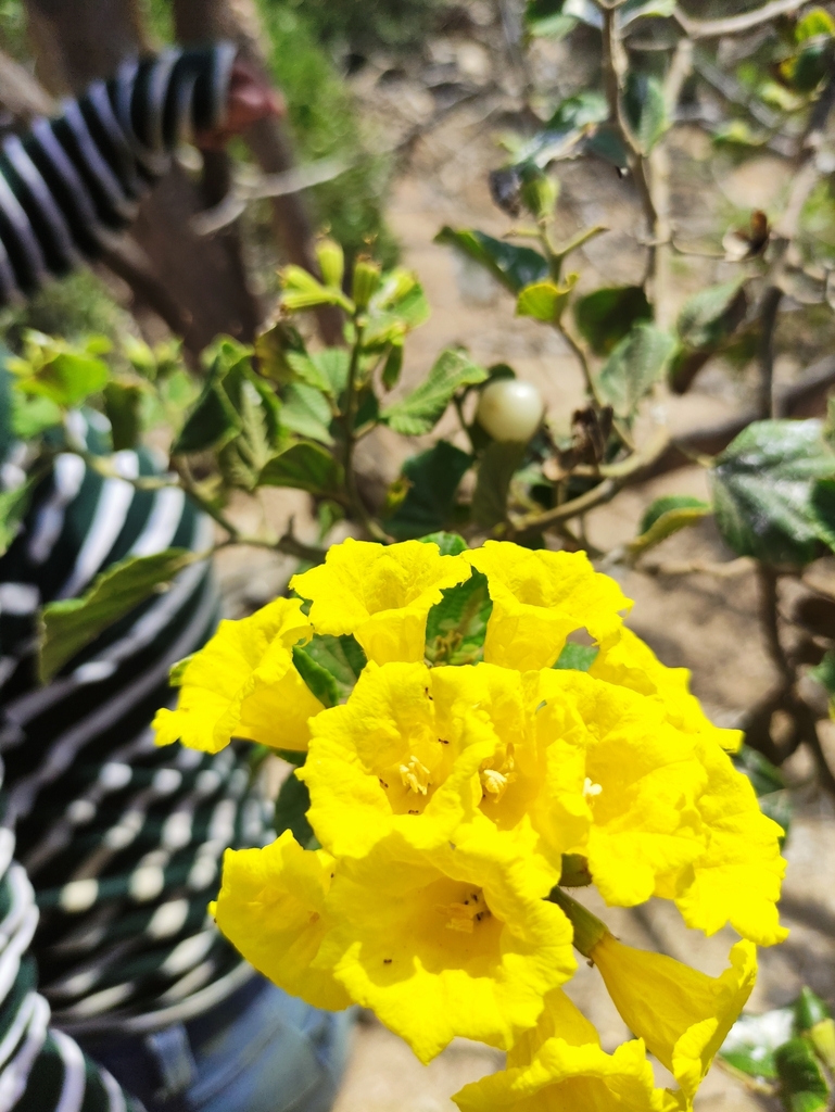 yellow geiger from Isla Santa Clara on January 19, 2022 at 12:08 PM by ...