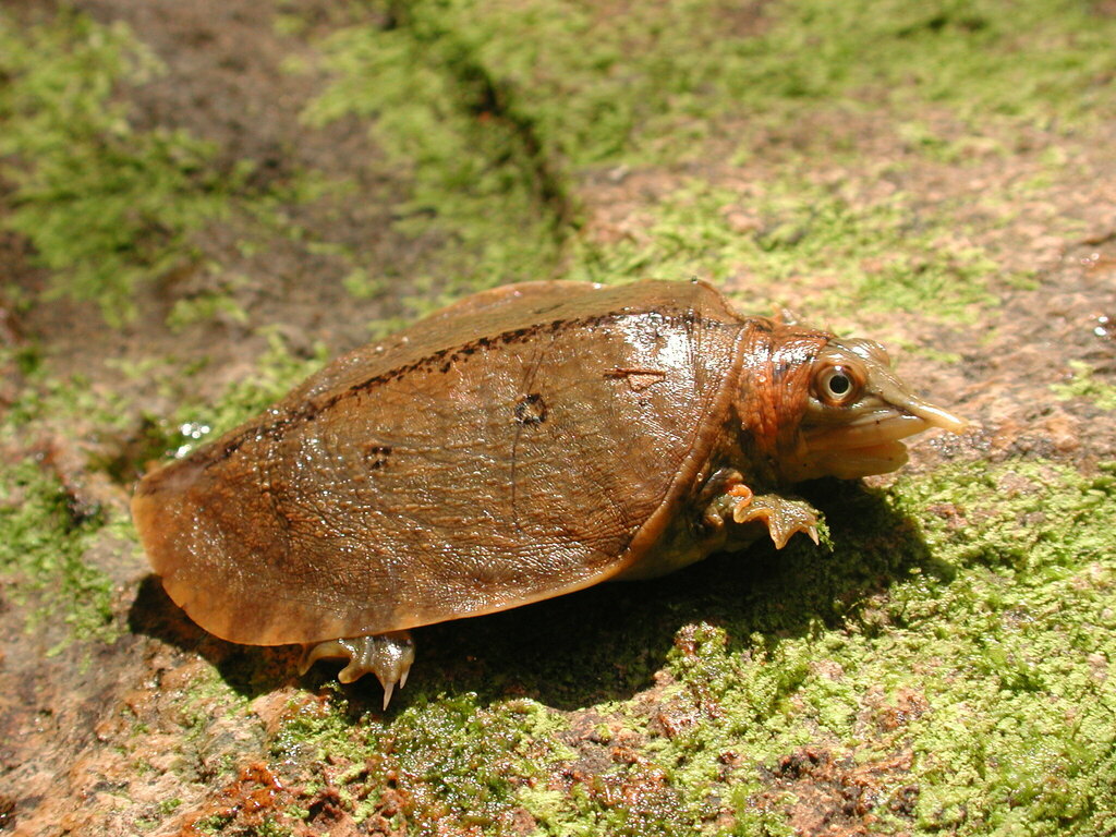Malayan Softshell Turtle from Mersing, Johor, Maleisië on March 23 ...