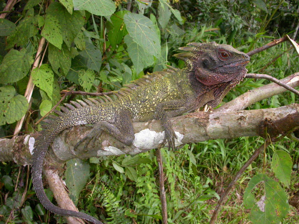 Indonesian Forest Dragon from kutubu on August 3, 2003 at 03:15 PM by Michael Pennay · iNaturalist