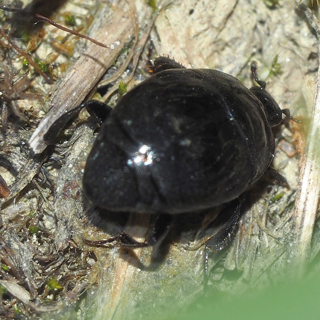 Saprinus in May 2022 by fauna_mirifica. near dead bird · iNaturalist