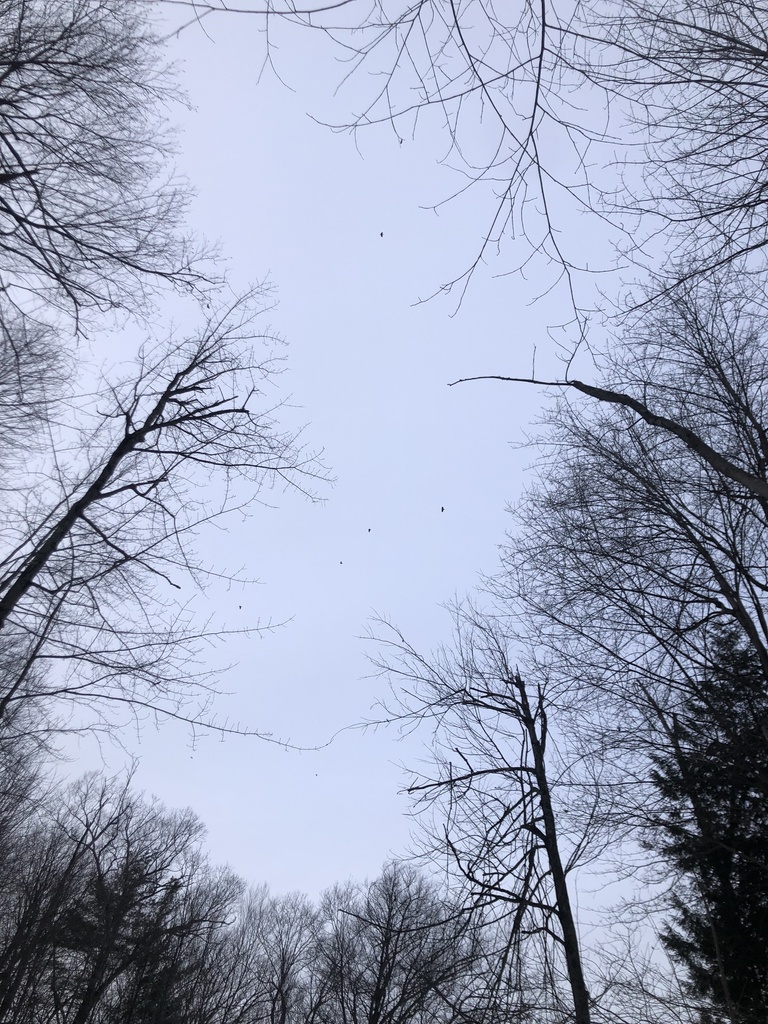 American Crow from Hildred Dr, Burlington, VT, US on March 03, 2023 at ...