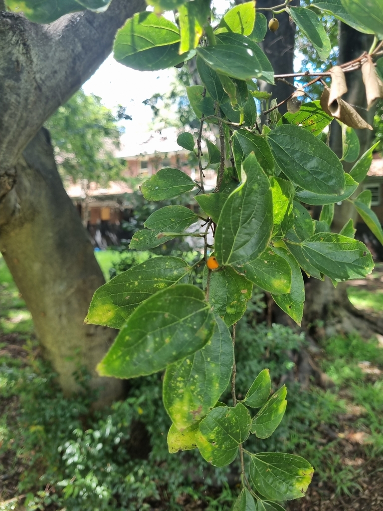 Chinese Hackberry from Lilyfield NSW 2040, Australia on March 4, 2023 ...