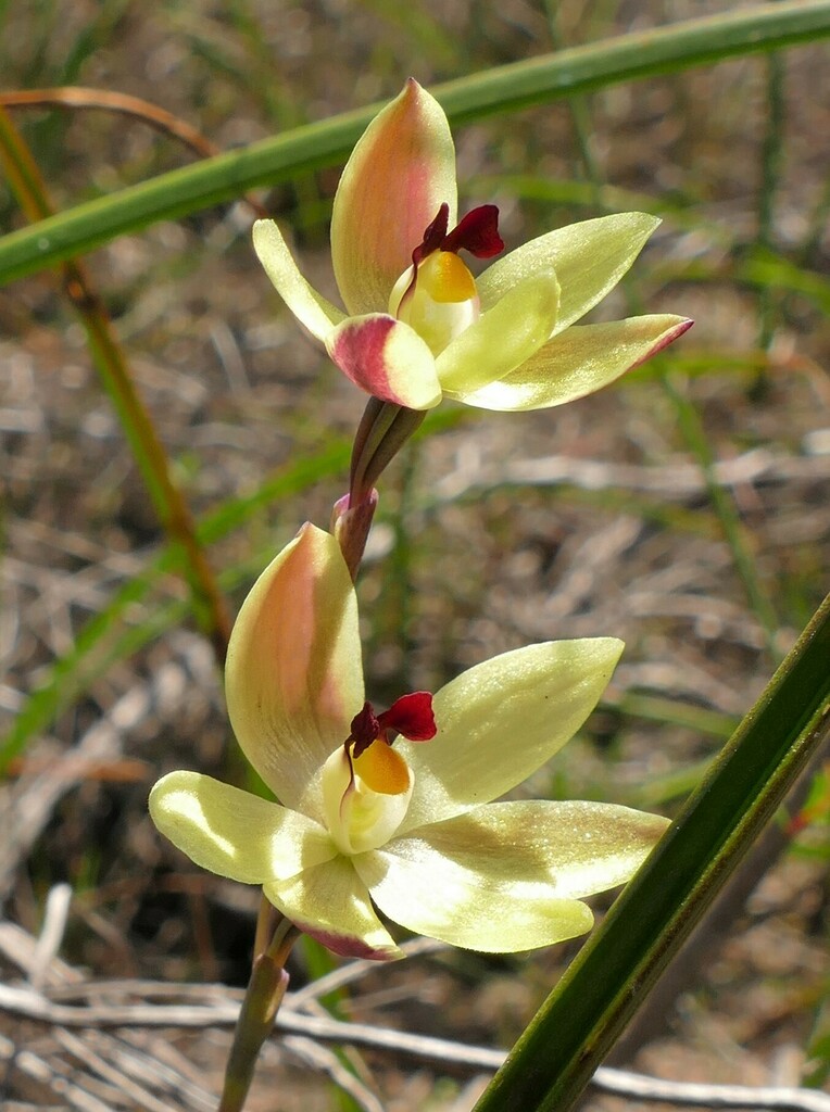 lemon-scented sun orchid in September 2017 by olna · iNaturalist