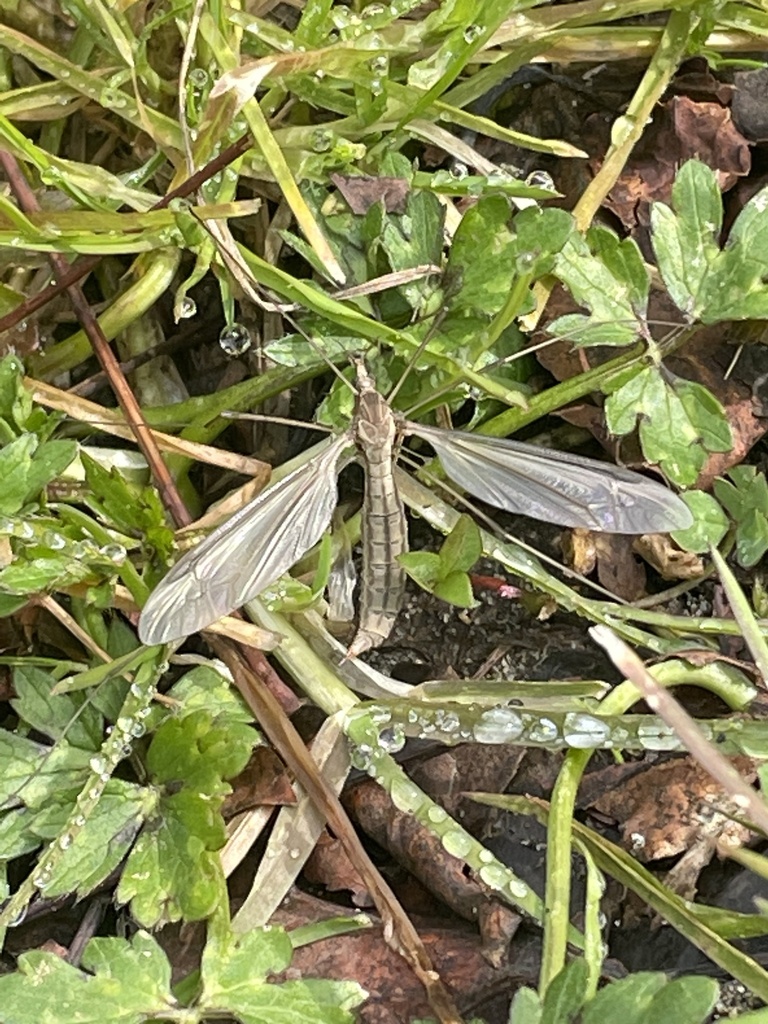 Marsh Crane Fly from Cal Poly Humboldt, Arcata, CA, US on March 03 ...