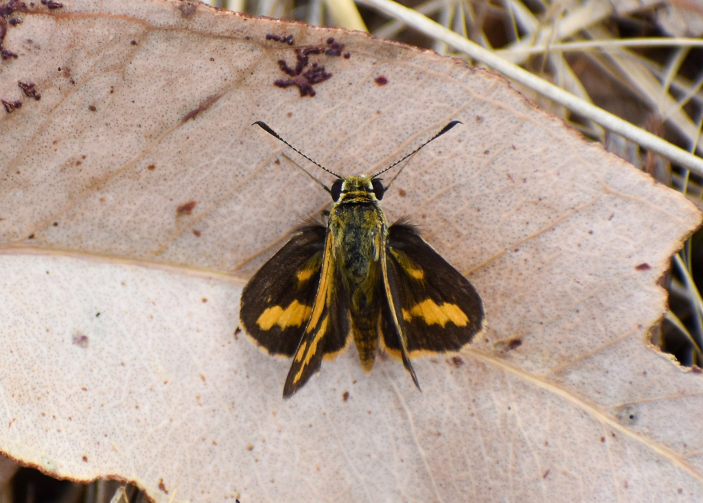 narrow-brand grass-dart from 375 Hamilton Rd, Chermside QLD 4032 ...