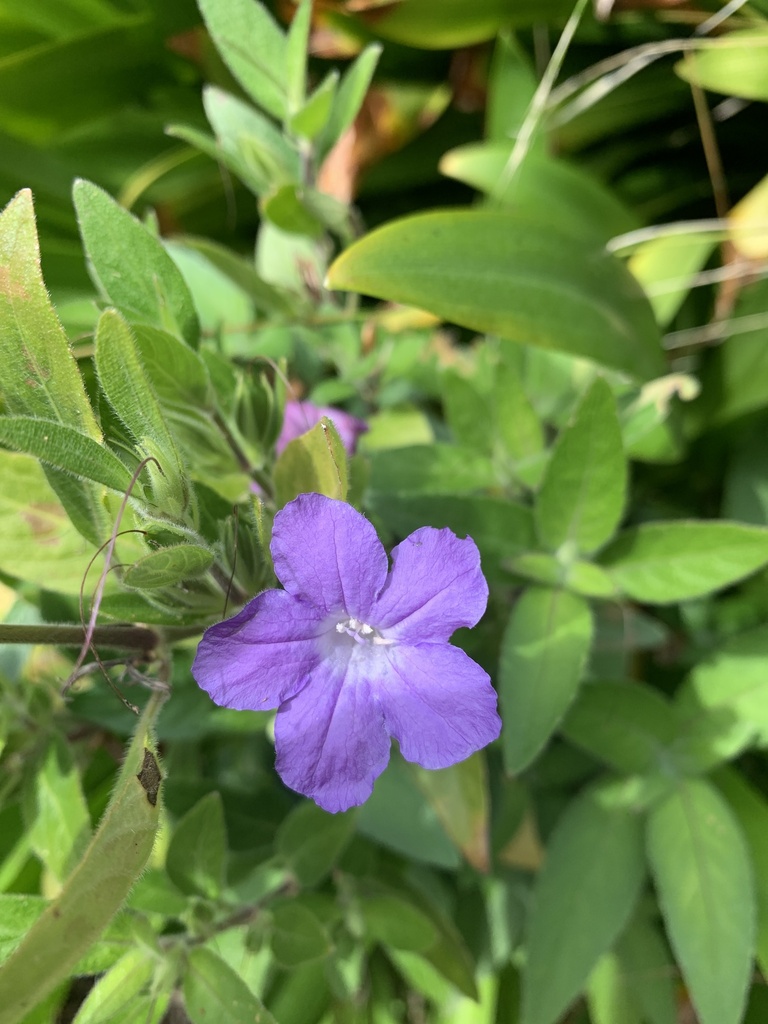 creeping ruellia from Kyla Park Cl, Tuross Head, NSW, AU on March 04 ...