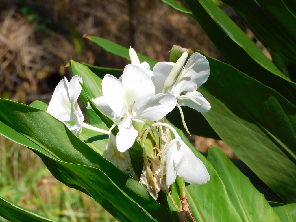 White ginger from Central Coast NSW, Australia on February 28, 2023 at ...