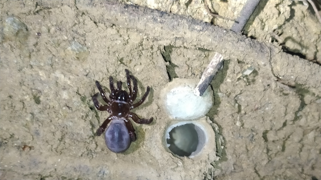 Cteniza sauvagesi from Platano Orientale Millenario Monumentale ...