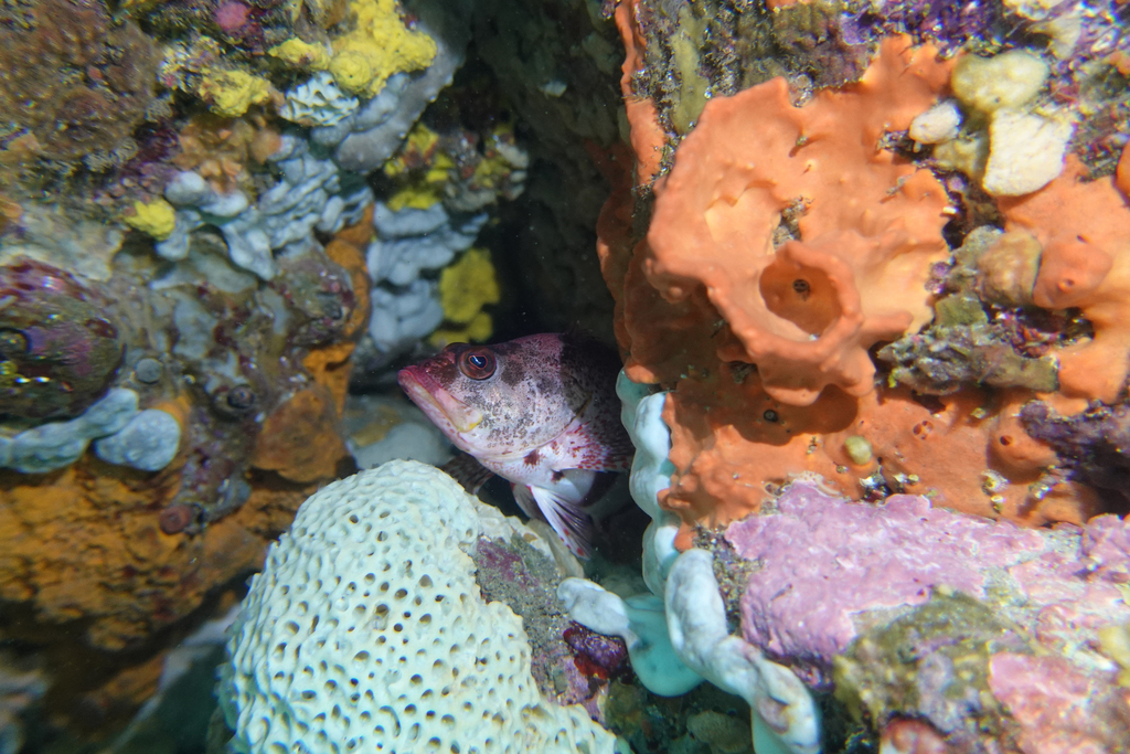 Banded Seaperch from Myponga Beach SA 5202, Australia on March 04, 2023 ...