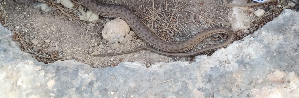 Malpolon insignitus insignitus in May 2022 by Jacopo Martino · iNaturalist