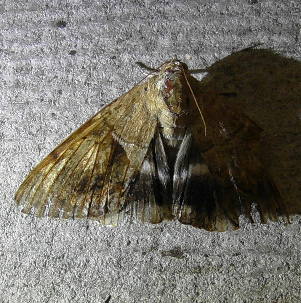 Castor Semi-looper from Watsonville QLD 4887, Australia on March 04 ...