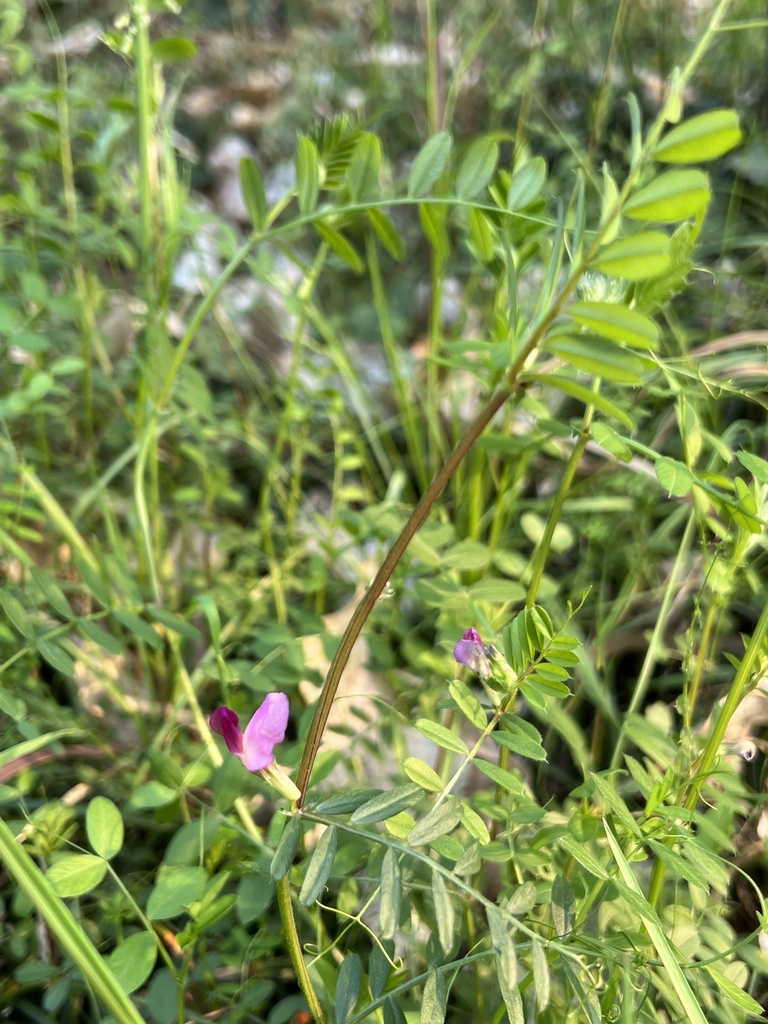 Common Vetch from Xixi Wetland Park, Hangzhou, Zhejiang, CN on March 4 ...