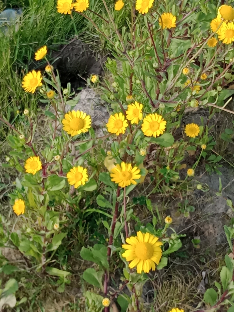 Mediterranean Marigold from Jaguarão on October 23, 2022 at 04:53 PM by ...