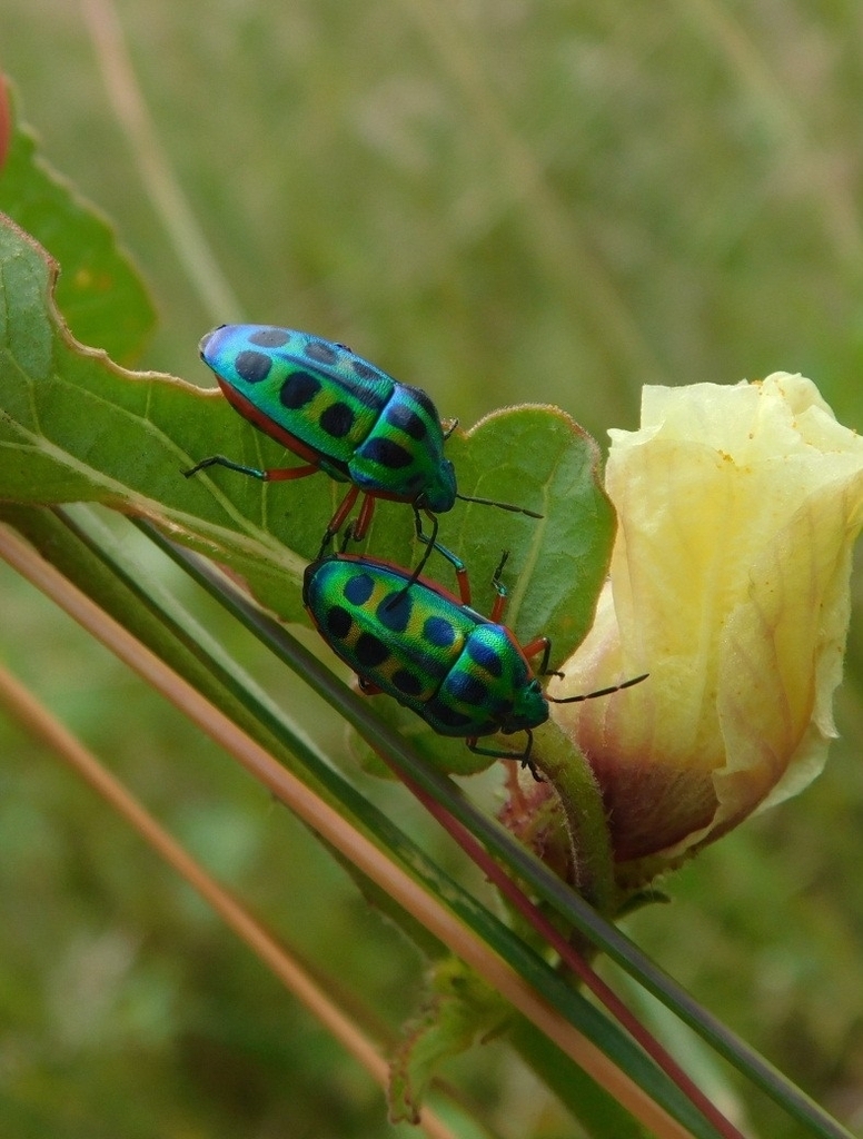 Rainbow Shield Bug from Wonderboom, Pretoria, 0182, South Africa on March 4, 2023 at 01:28 PM by ...