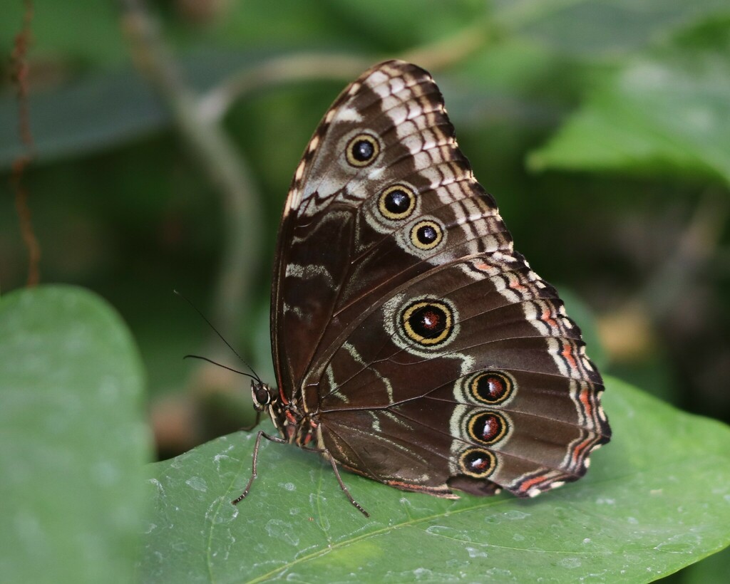 Common Morpho from Boquete, Panama on February 12, 2023 at 11:22 AM by ...