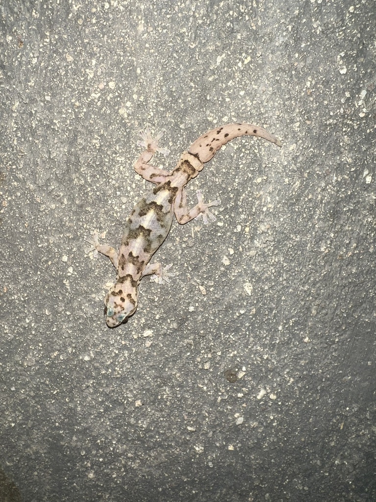 African Rock Gecko from 6293, Erongo, NA on December 4, 2022 at 10:18 ...