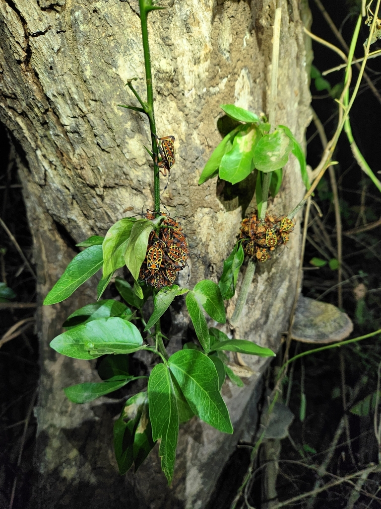 Pachylis from Palo Verde Biological Station on March 03, 2023 at 08:29 ...