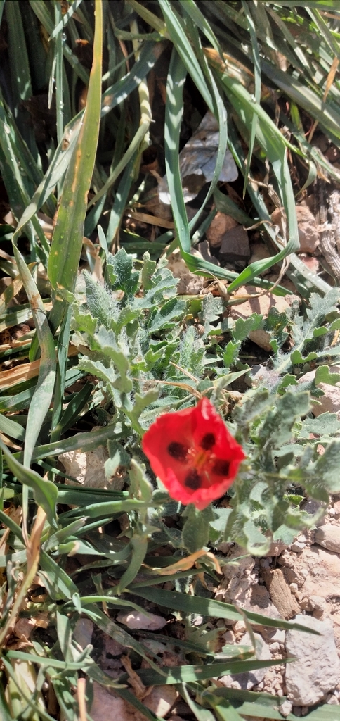 Red Horned Poppy from Province de Jerada, Maroc on March 3, 2023 at 10: ...