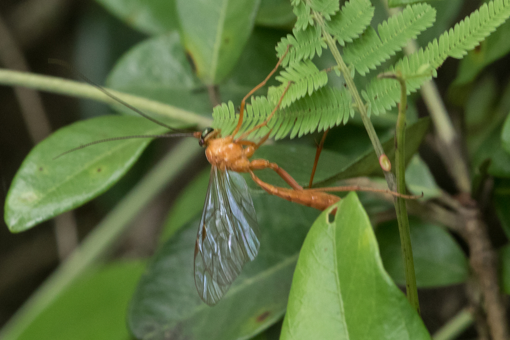 Netelia from Loja, Ecuador on January 25, 2023 at 12:14 PM by Joshua ...