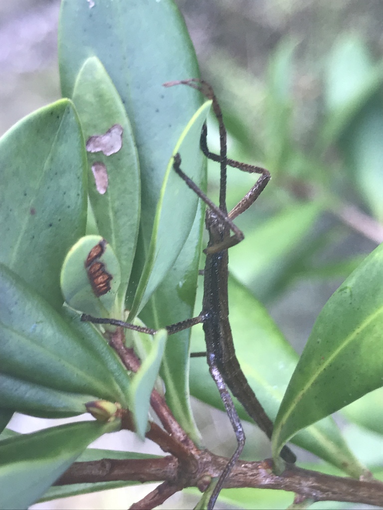Southern Two-striped Walkingstick from 32583, Milton, FL, US on October ...