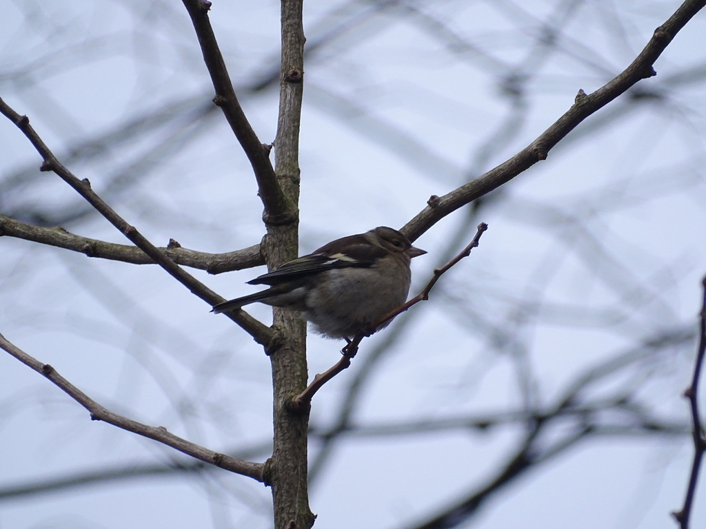 Common Chaffinch from Great Island, Co. Cork, Ireland on March 04, 2023 ...