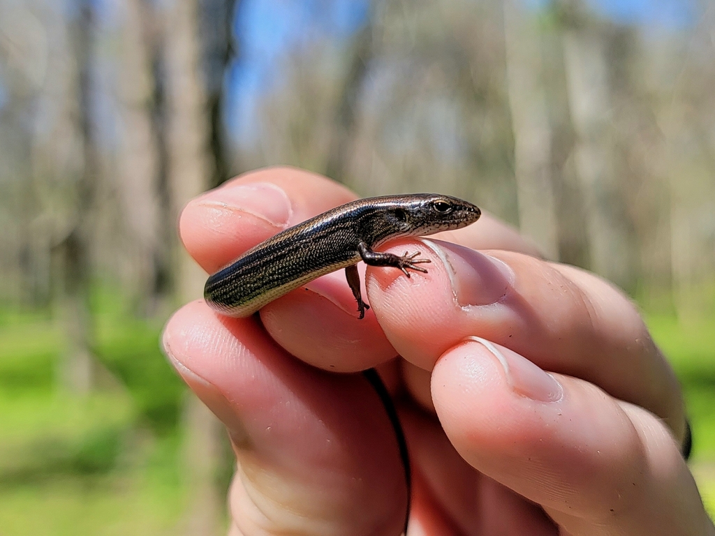 Little Brown Skink from Sugar Land, TX 77479, USA on March 04, 2023 at ...