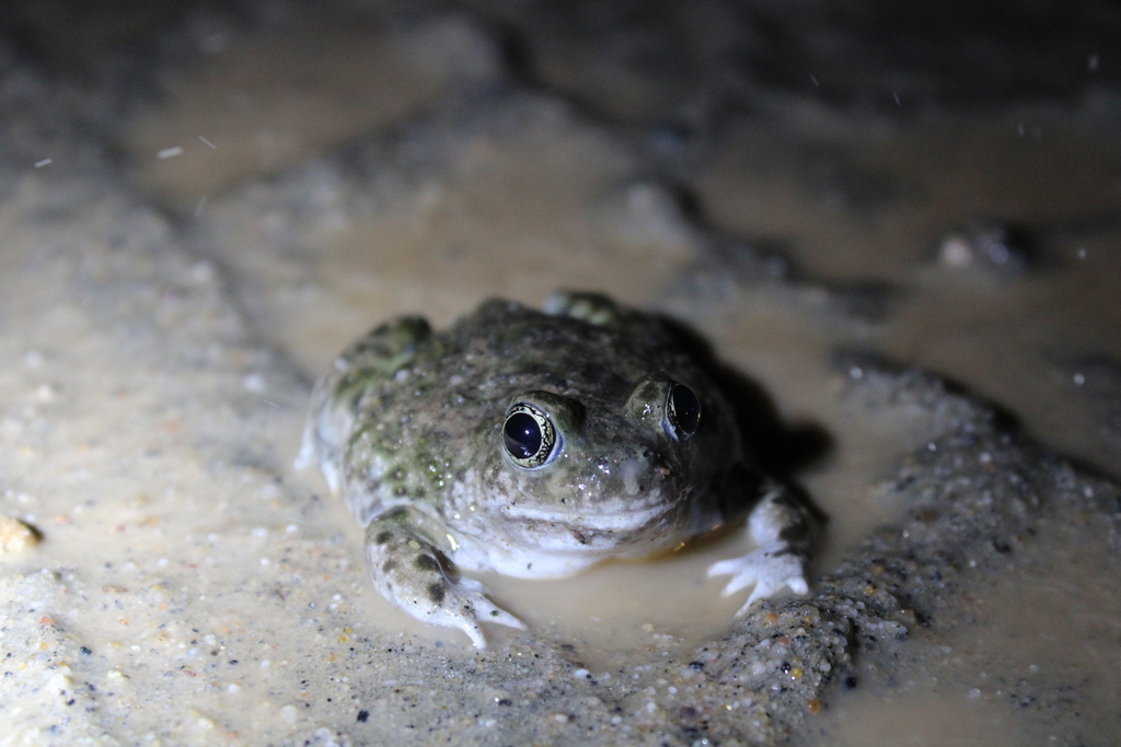 Western Spadefoot in February 2023 by Ian Kanda · iNaturalist
