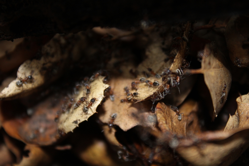 Western Velvety Tree Ant from San Diego County, CA, USA on March 04 ...