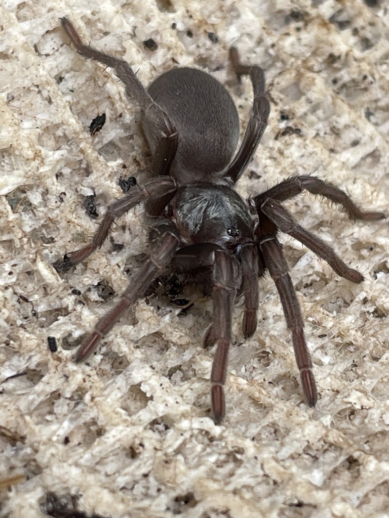 False Tarantula from Coyote Creek Parkway, San Jose, CA, US on March 4 ...