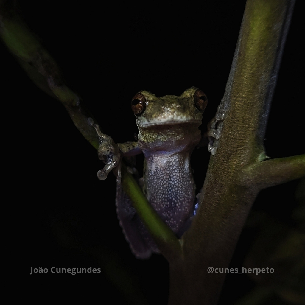 Picos Tree Frog from Paudalho on March 4, 2023 by João Cunegundes ...