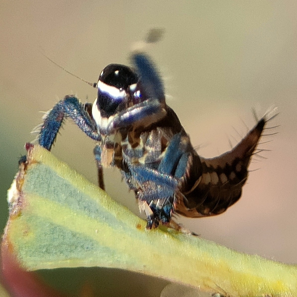 True Hoppers from Regency Downs QLD 4341, Australia on March 05, 2023 ...
