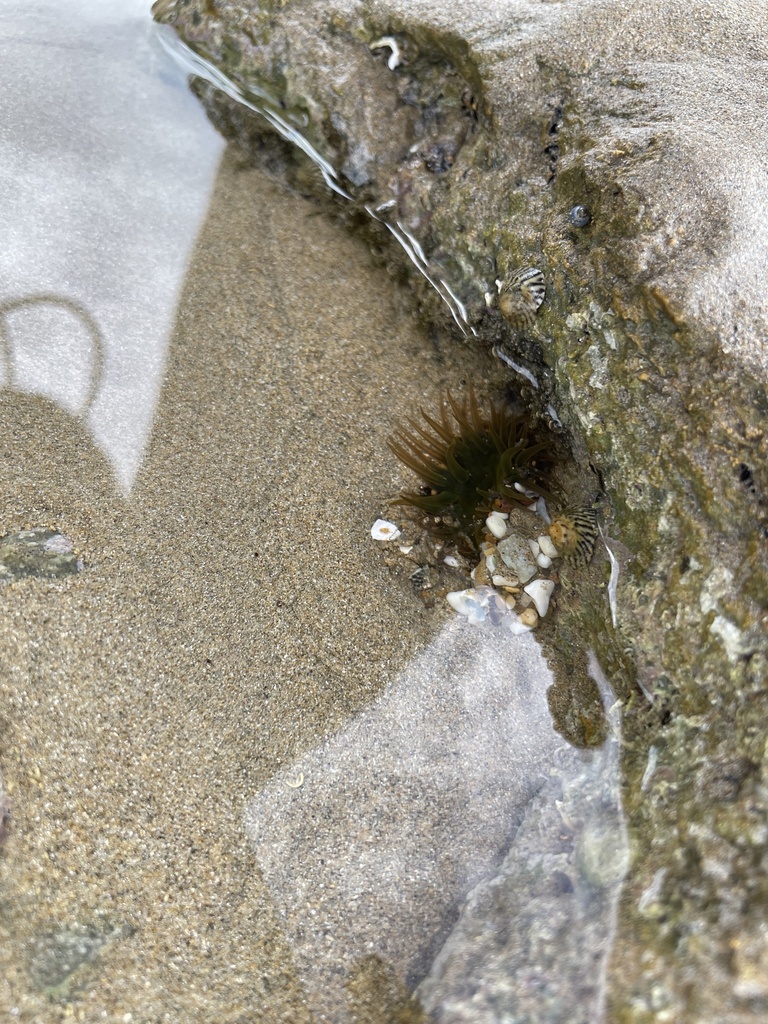 Green snakelock anemone from Zeally Bay, Torquay, VIC, AU on March 04 ...