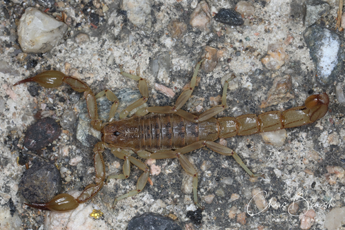 Observations by azgulo · iNaturalist