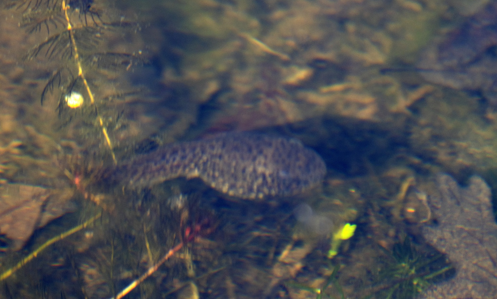 California Red-legged Frog in March 2023 by Henry Fabian · iNaturalist