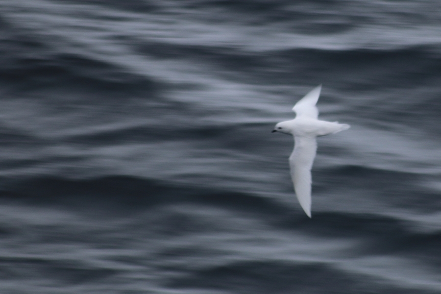 Snow Petrel on February 28, 2023 at 08:40 PM by Rémi Bigonneau ...