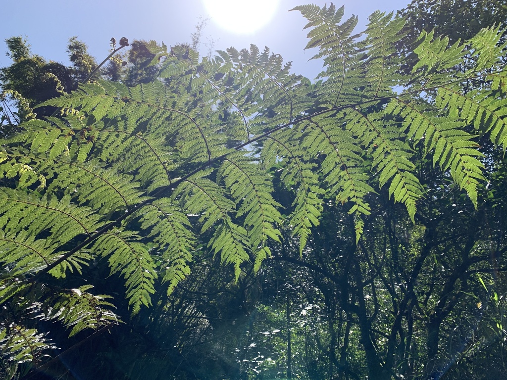 Spiny Tree Fern from New Taipei, TW-NT-TP, TW on March 5, 2023 at 11:30 ...