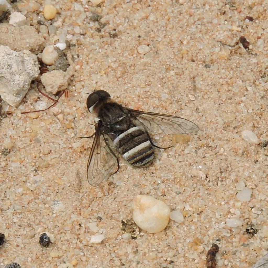 banded bee flies from Hunter Rd, Nildottie, SA, AU on March 5, 2023 at ...