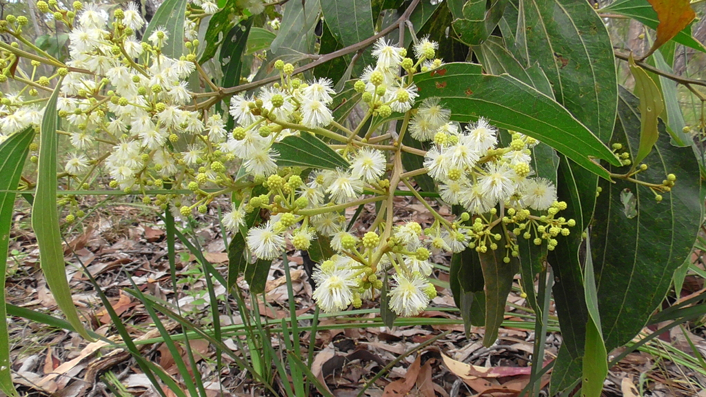 Red Wattle from Watsonville QLD 4887, Australia on March 05, 2023 at 03 ...