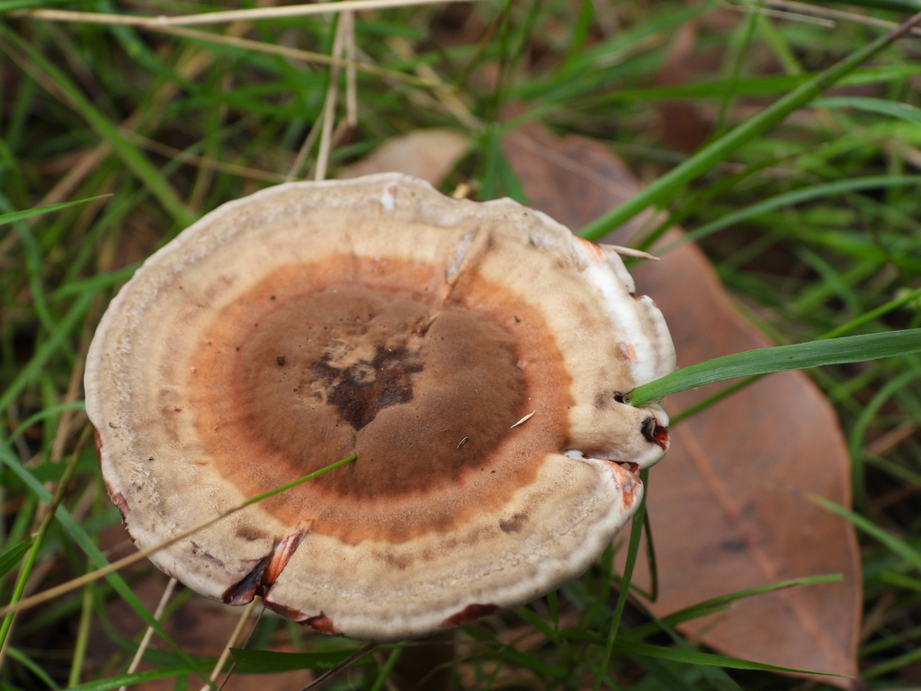 red-staining stalked polypore from Mogo NSW 2536, Australia on February ...
